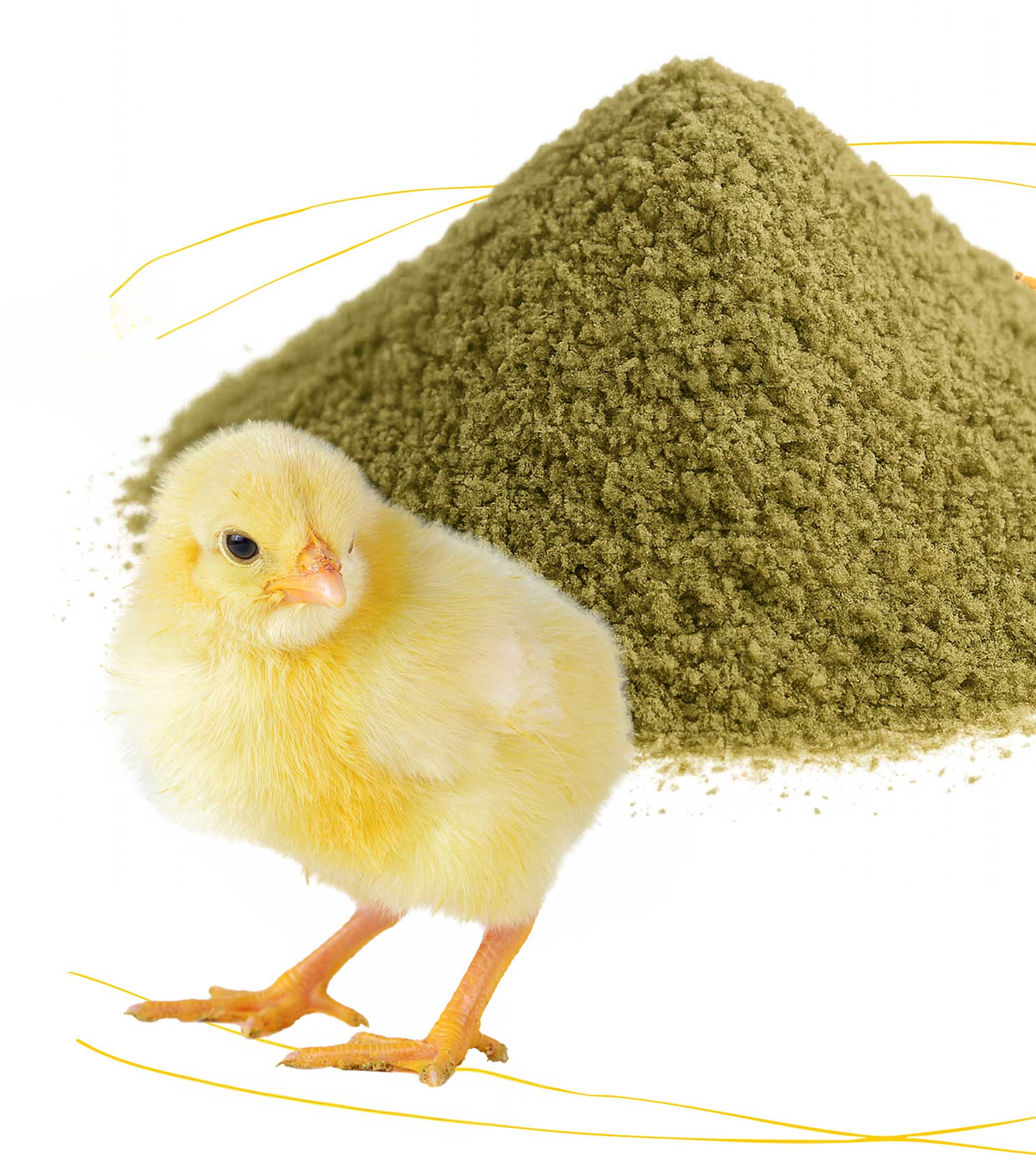 Ocean Harvest Technology » Feed